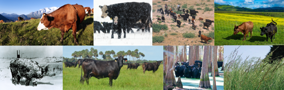 Local Adaptation in US Beef Cattle | Academic